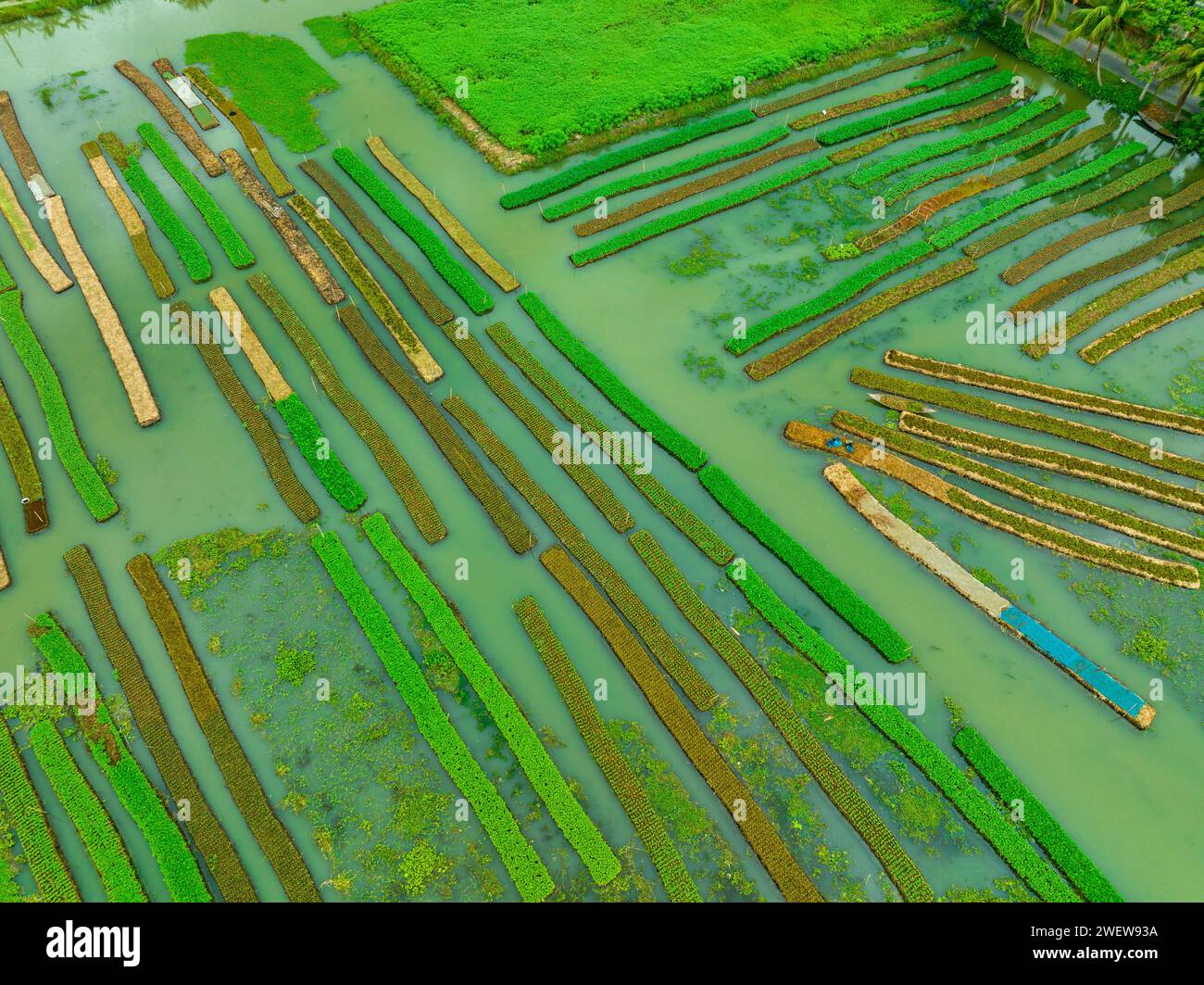 Aerial view of traditional floating garden and farmers cultivate ...
