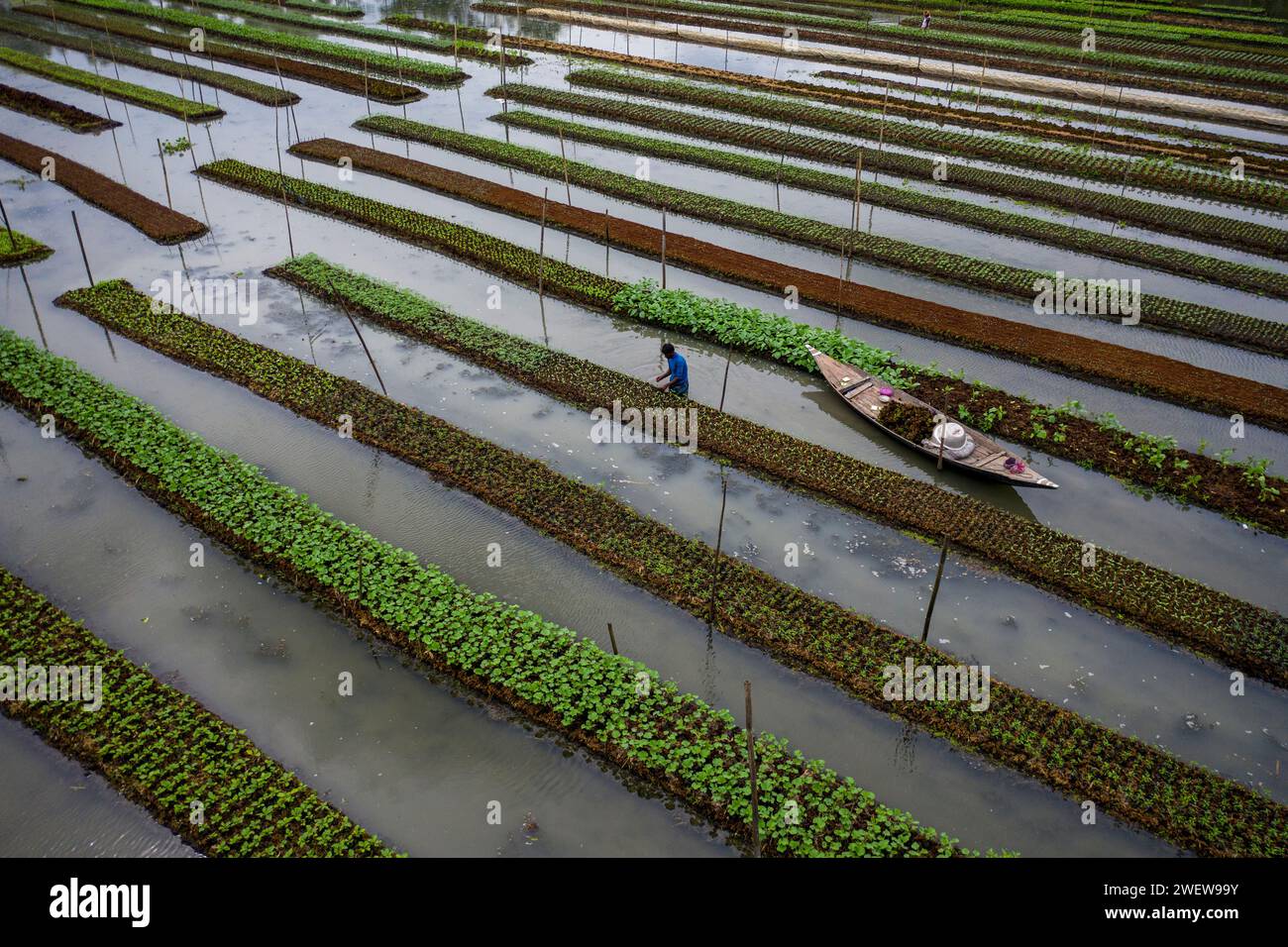Aerial view of traditional floating garden and farmers cultivate ...