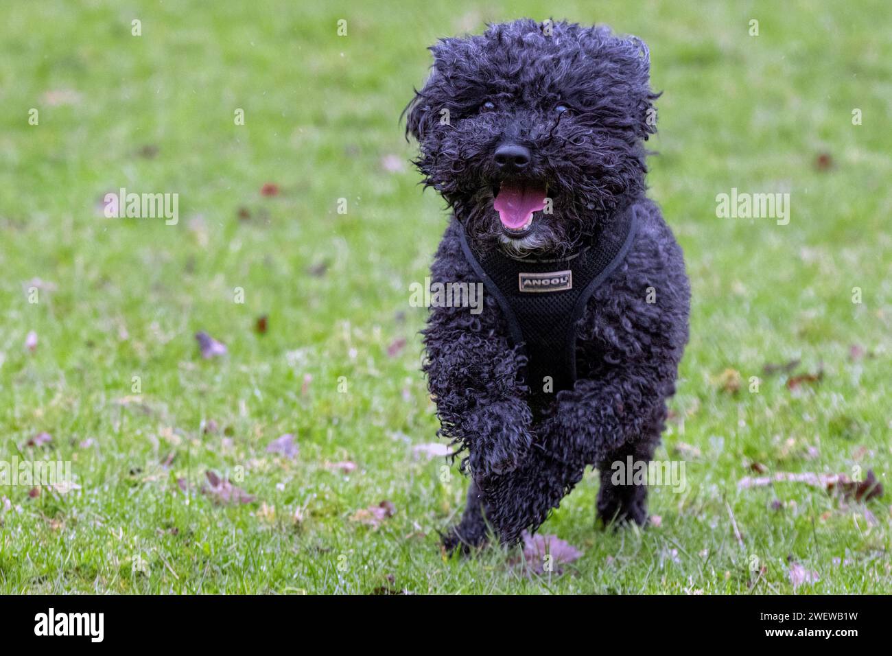 Pets at play Stock Photo - Alamy
