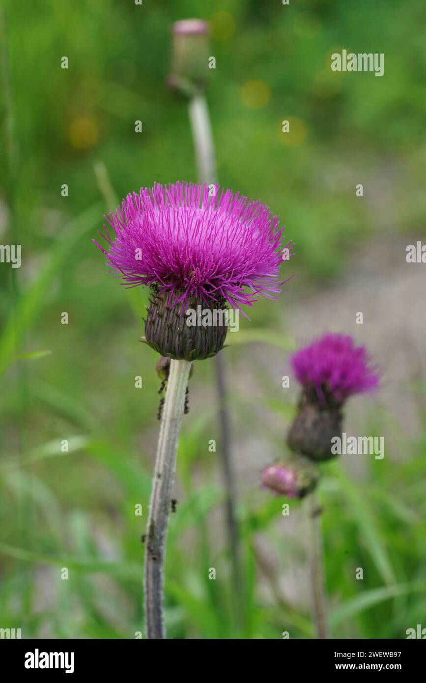 Natural closeup on a colorful purple flowering melancholy thistle ...