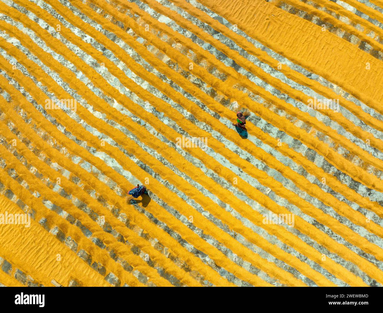 Aerial view of millions of grains of rice are laid out to dry at a mill ...