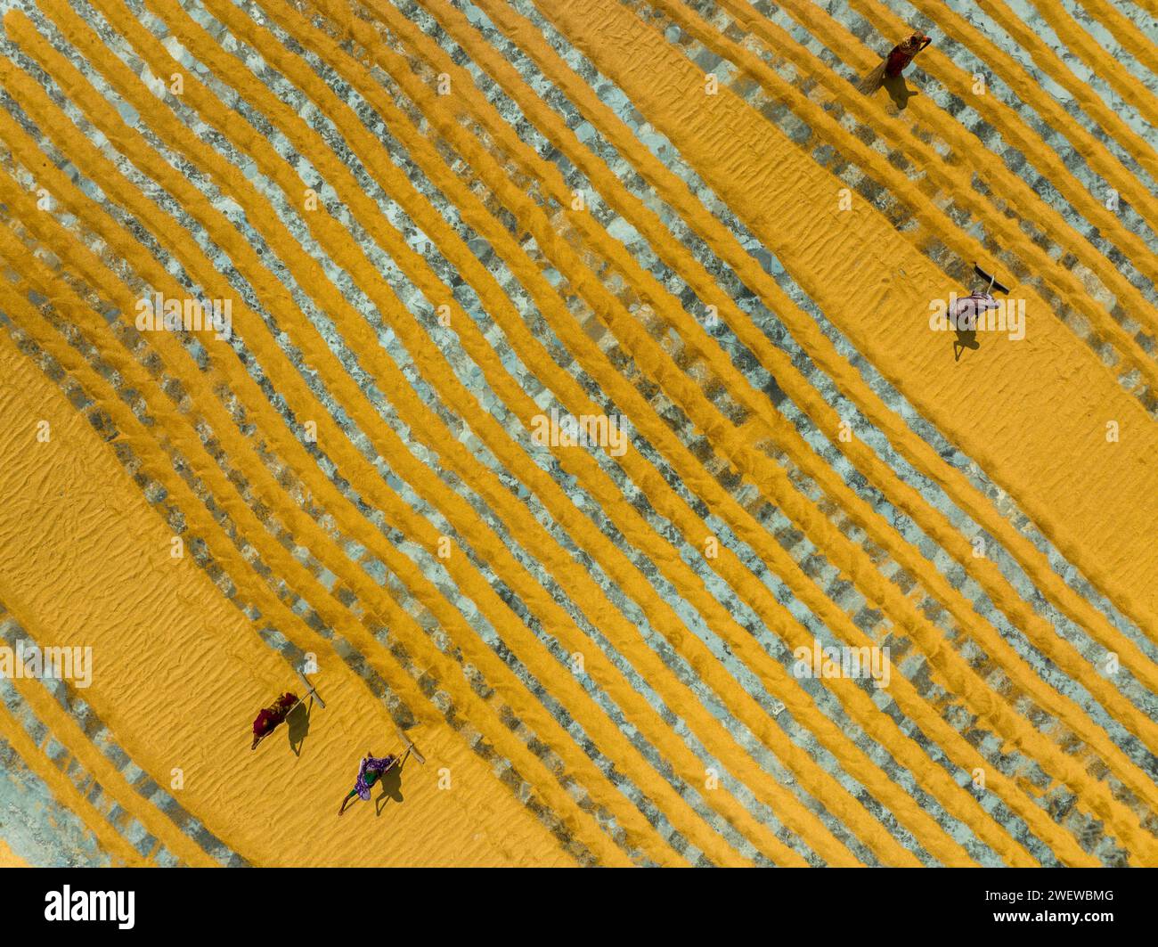 Very hot sun drying rice hi-res stock photography and images - Alamy