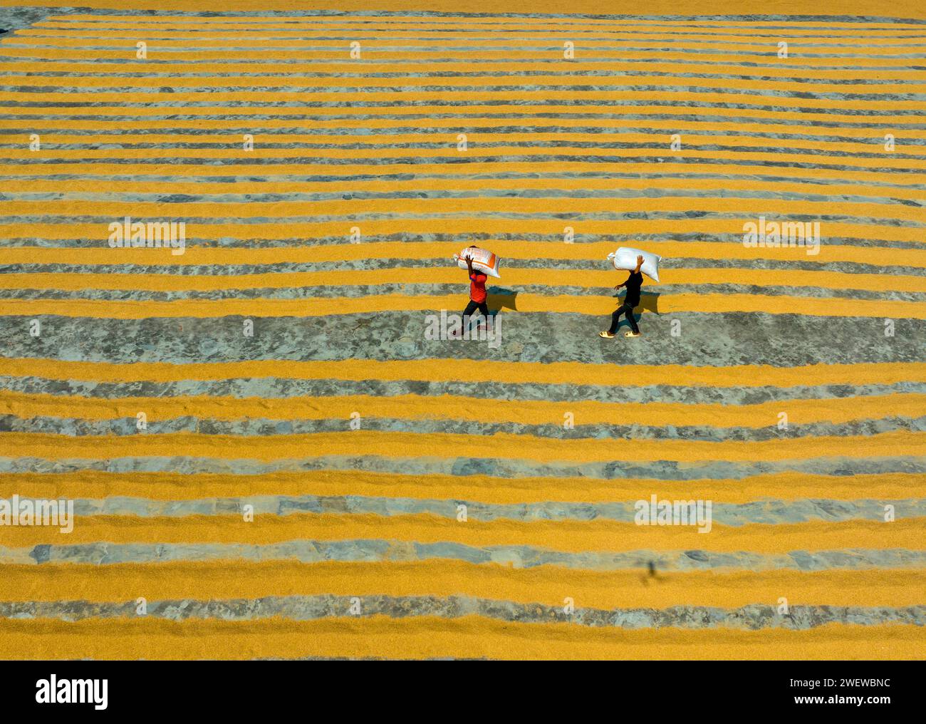 Aerial view of millions of grains of rice are laid out to dry at a mill ...