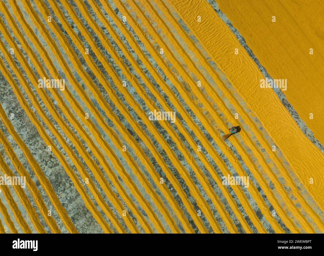 Aerial view of millions of grains of rice are laid out to dry at a mill ...