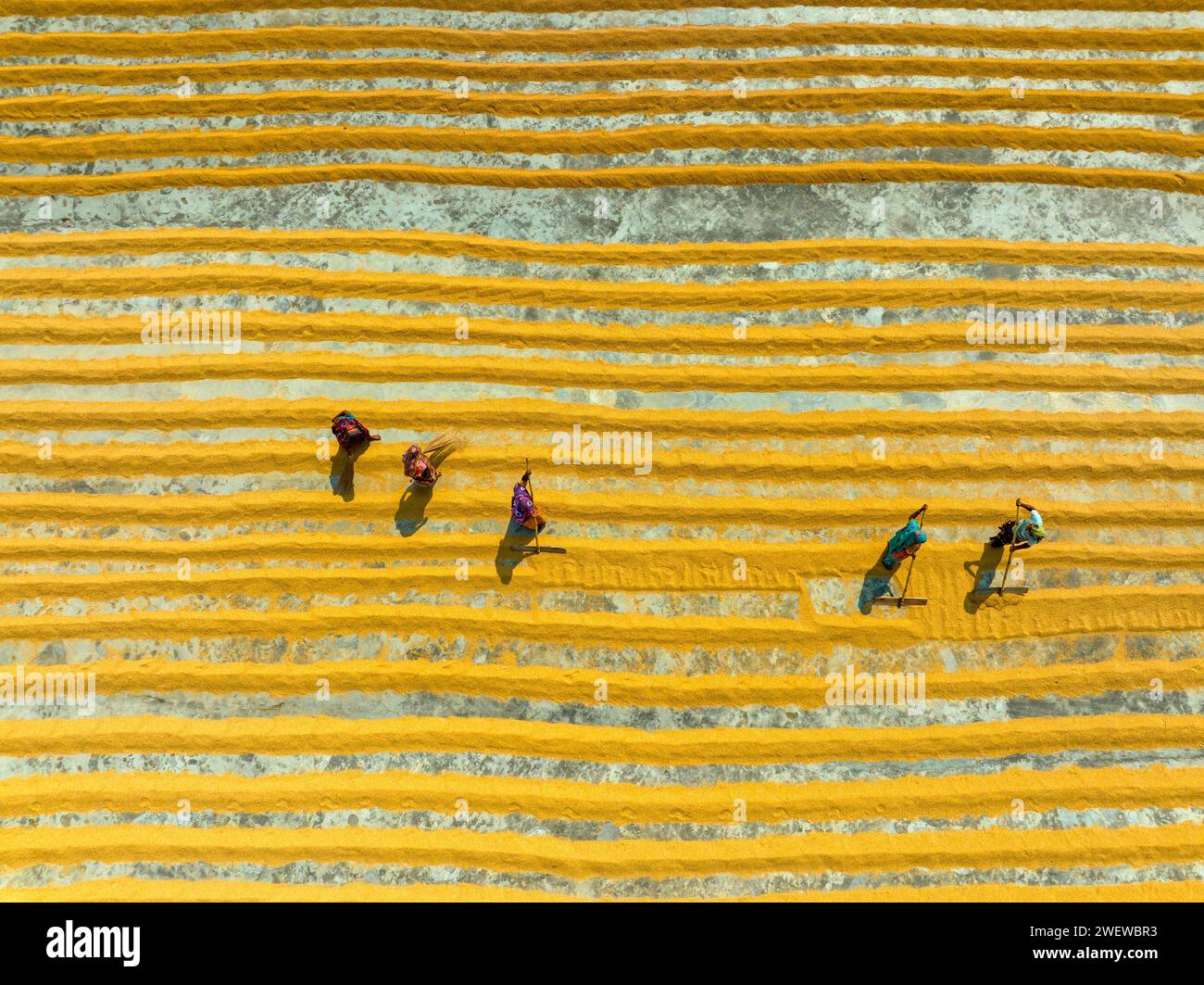 Aerial view of millions of grains of rice are laid out to dry at a mill ...