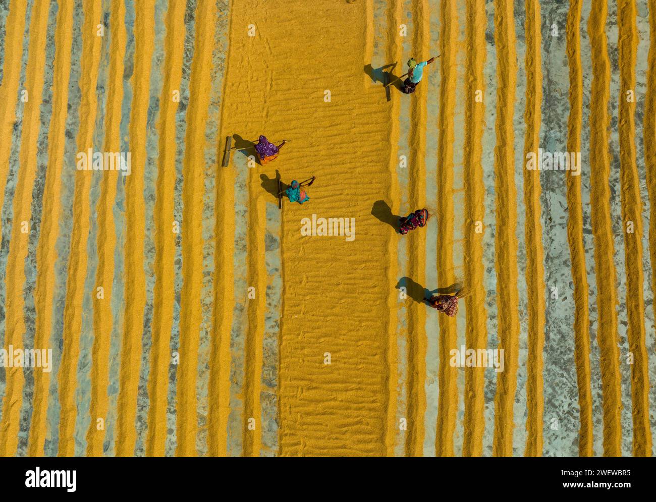 Rajshahi rice hi-res stock photography and images - Alamy