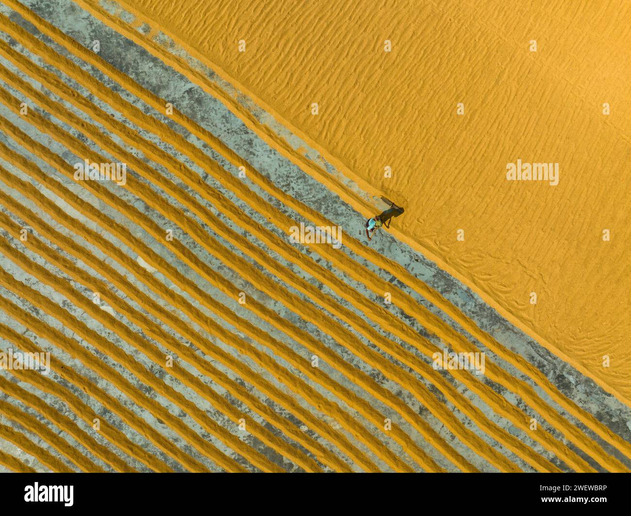 Aerial view of millions of grains of rice are laid out to dry at a mill ...