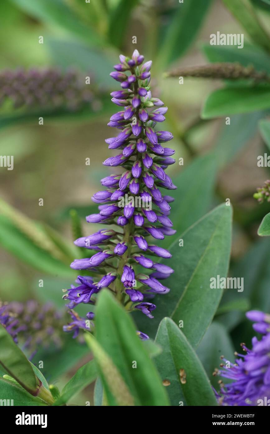 Blue hebe hi-res stock photography and images - Alamy