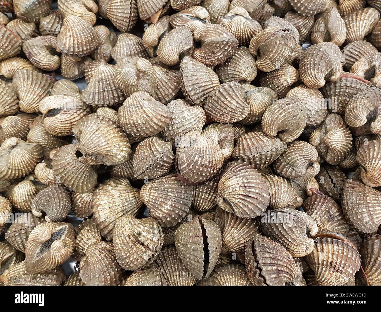 Many fresh cockles or blood clam background in fresh market Stock Photo ...