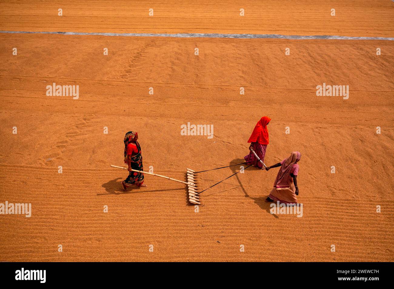 Aerial view of millions of grains of rice are laid out to dry at a mill ...
