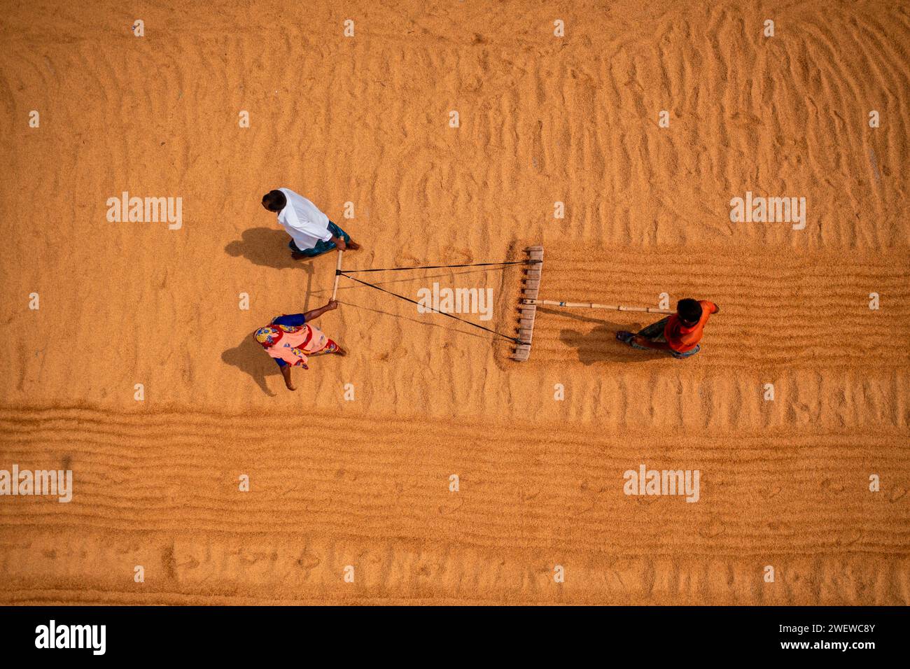 Aerial view of millions of grains of rice are laid out to dry at a mill ...