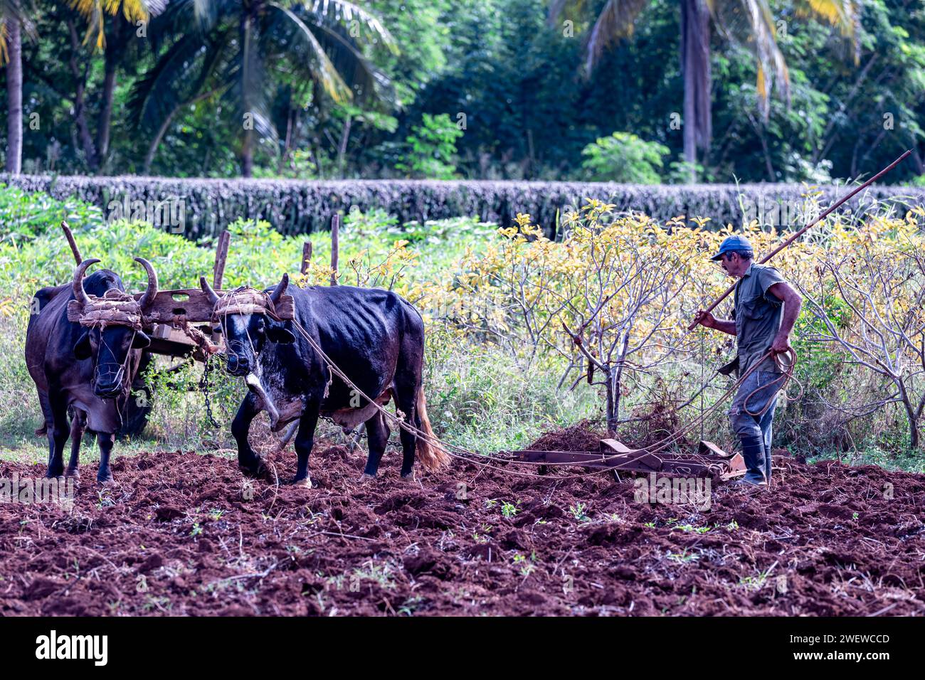 Oxen yoke field hi-res stock photography and images - Alamy