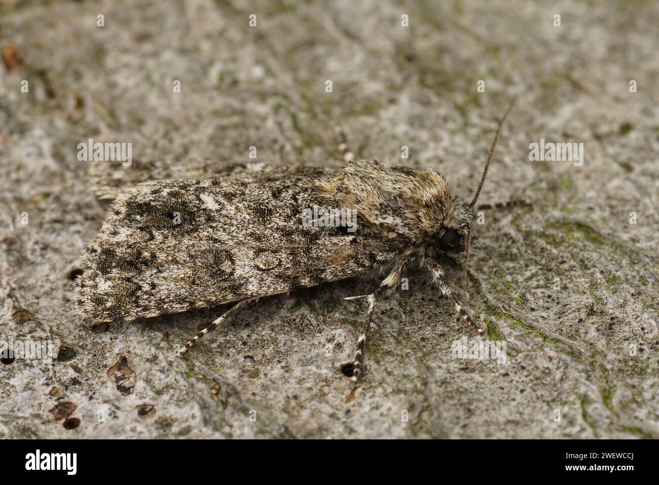 Detailed closeup on a poplar grey moth, Subacronicta megacephala, on a ...
