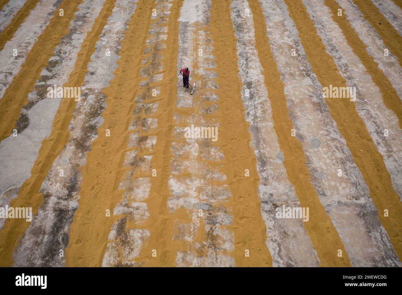 Aerial view of millions of grains of rice are laid out to dry at a mill ...
