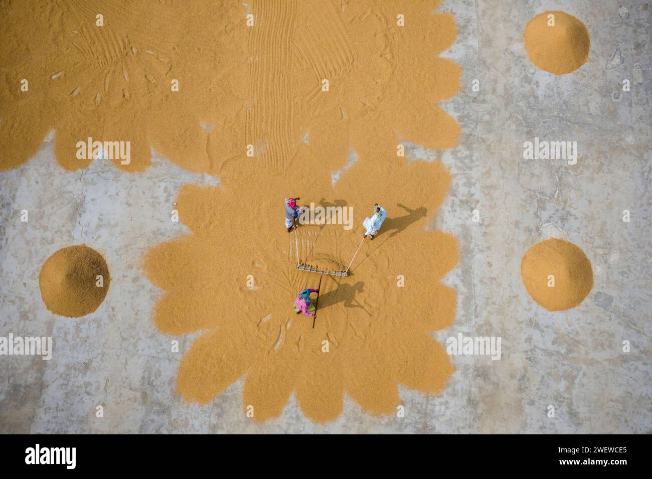 Aerial view of millions of grains of rice are laid out to dry at a mill ...
