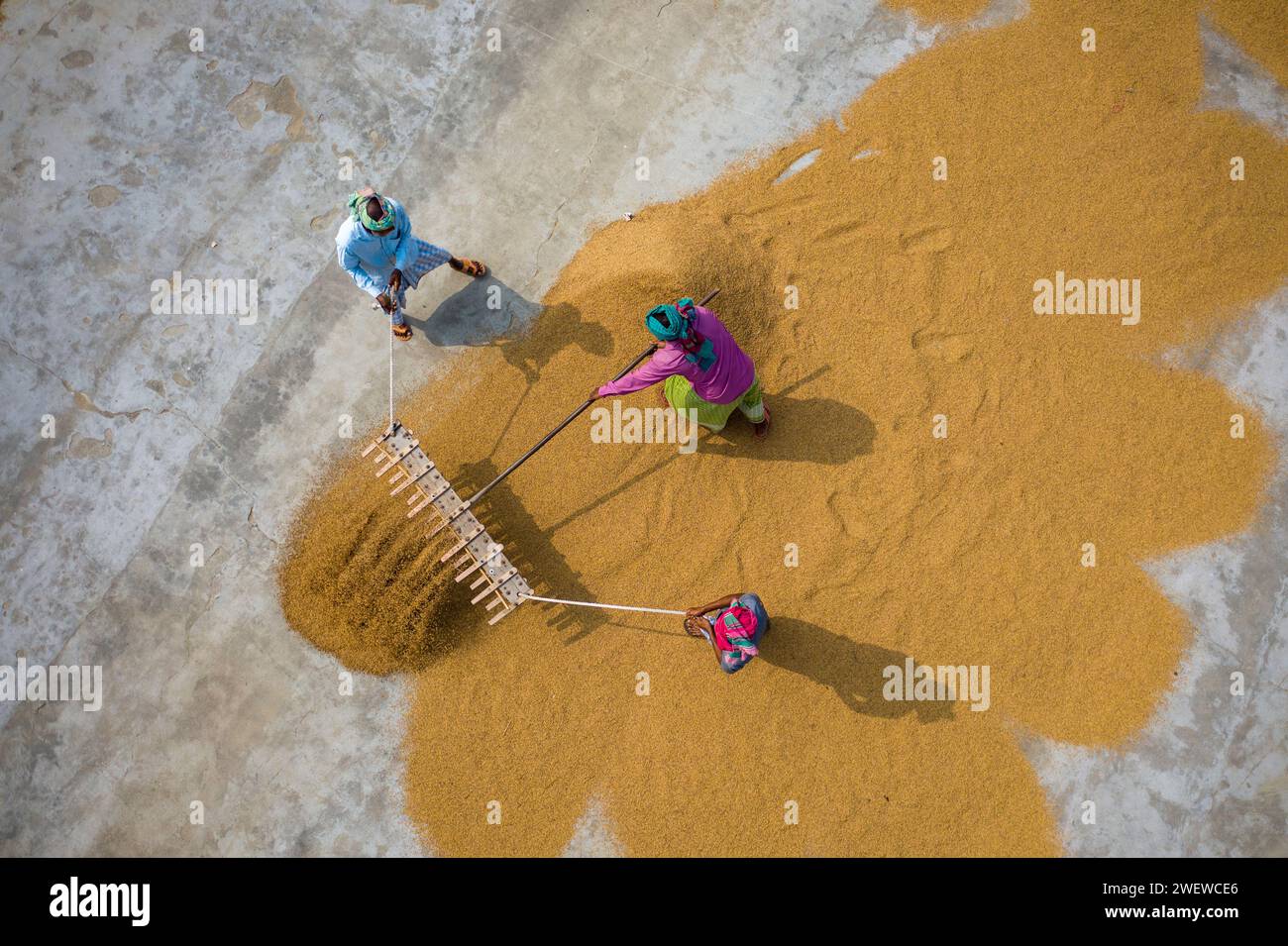 Aerial view of millions of grains of rice are laid out to dry at a mill ...