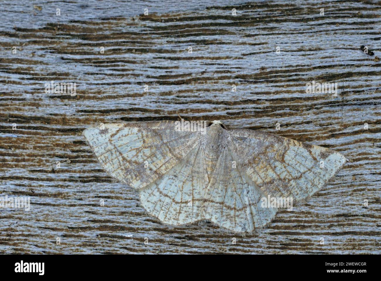 Detailed closeup on the Dorset cream wave geometer moth, Stegania ...