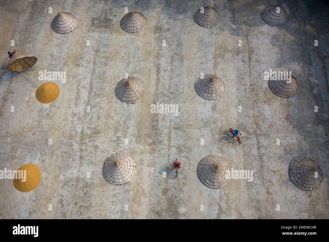 Aerial view of millions of grains of rice are laid out to dry at a mill ...