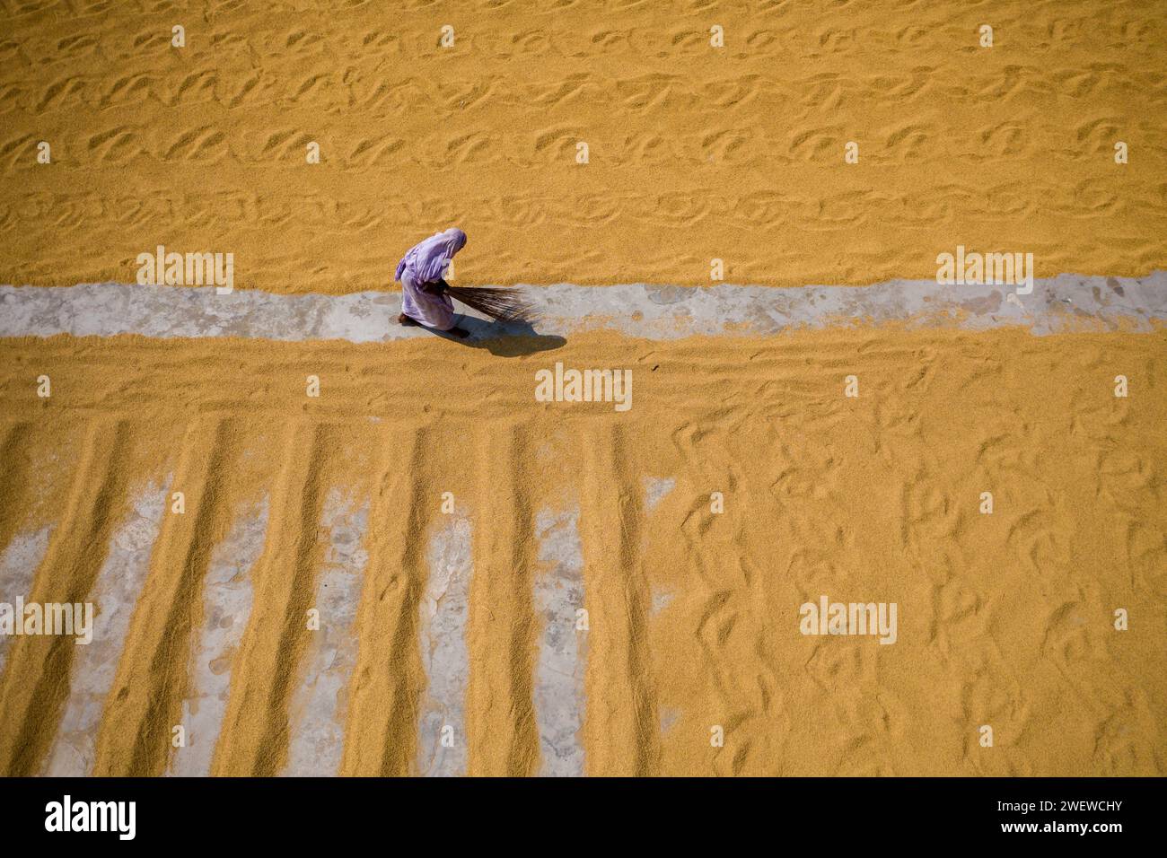 Aerial view of millions of grains of rice are laid out to dry at a mill ...
