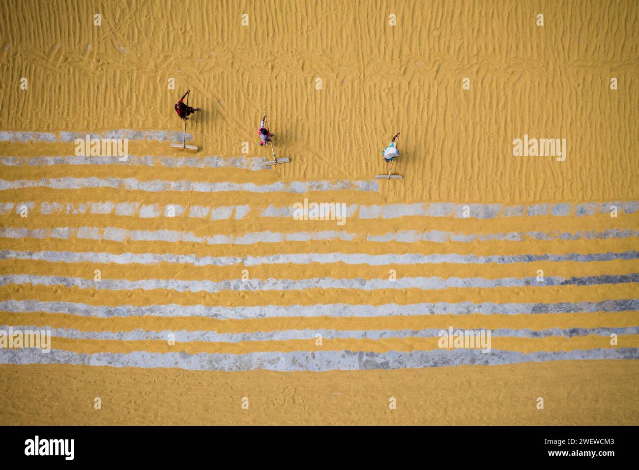 Aerial view of millions of grains of rice are laid out to dry at a mill ...
