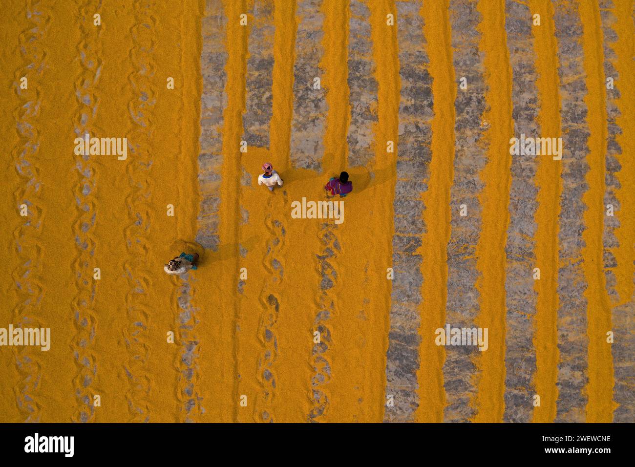 Aerial view of millions of grains of rice are laid out to dry at a mill ...