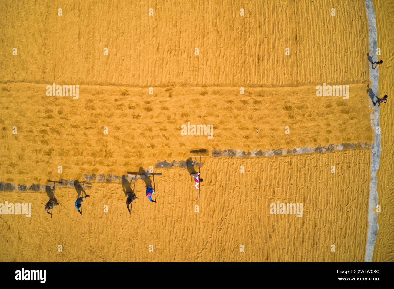 Aerial view of millions of grains of rice are laid out to dry at a mill ...