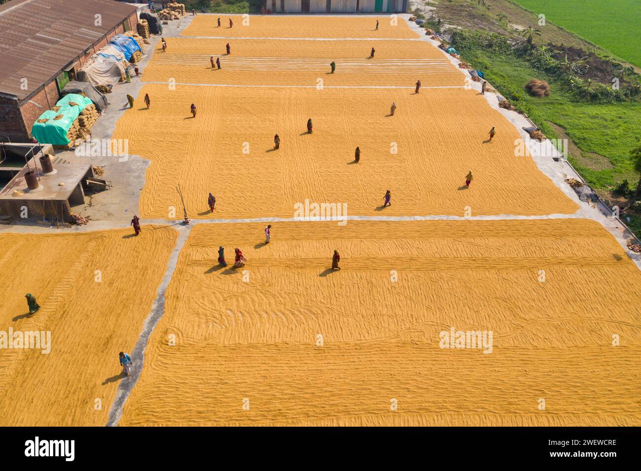 Aerial view of millions of grains of rice are laid out to dry at a mill ...