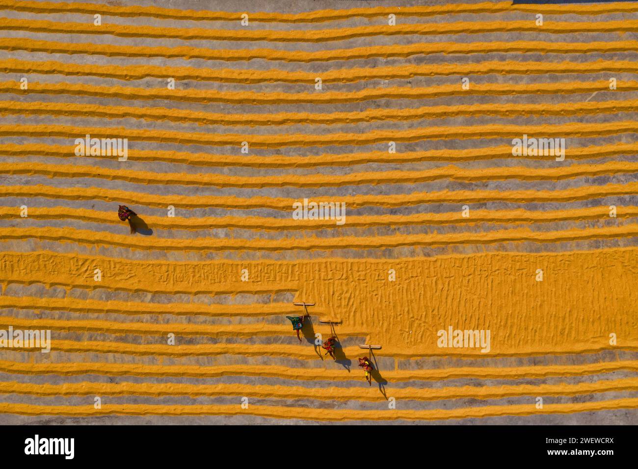 Aerial view of millions of grains of rice are laid out to dry at a mill ...