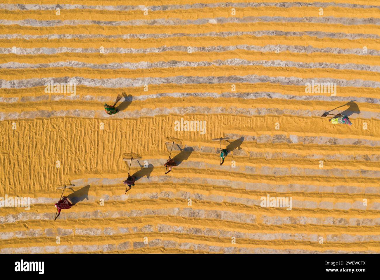 Aerial view of millions of grains of rice are laid out to dry at a mill ...
