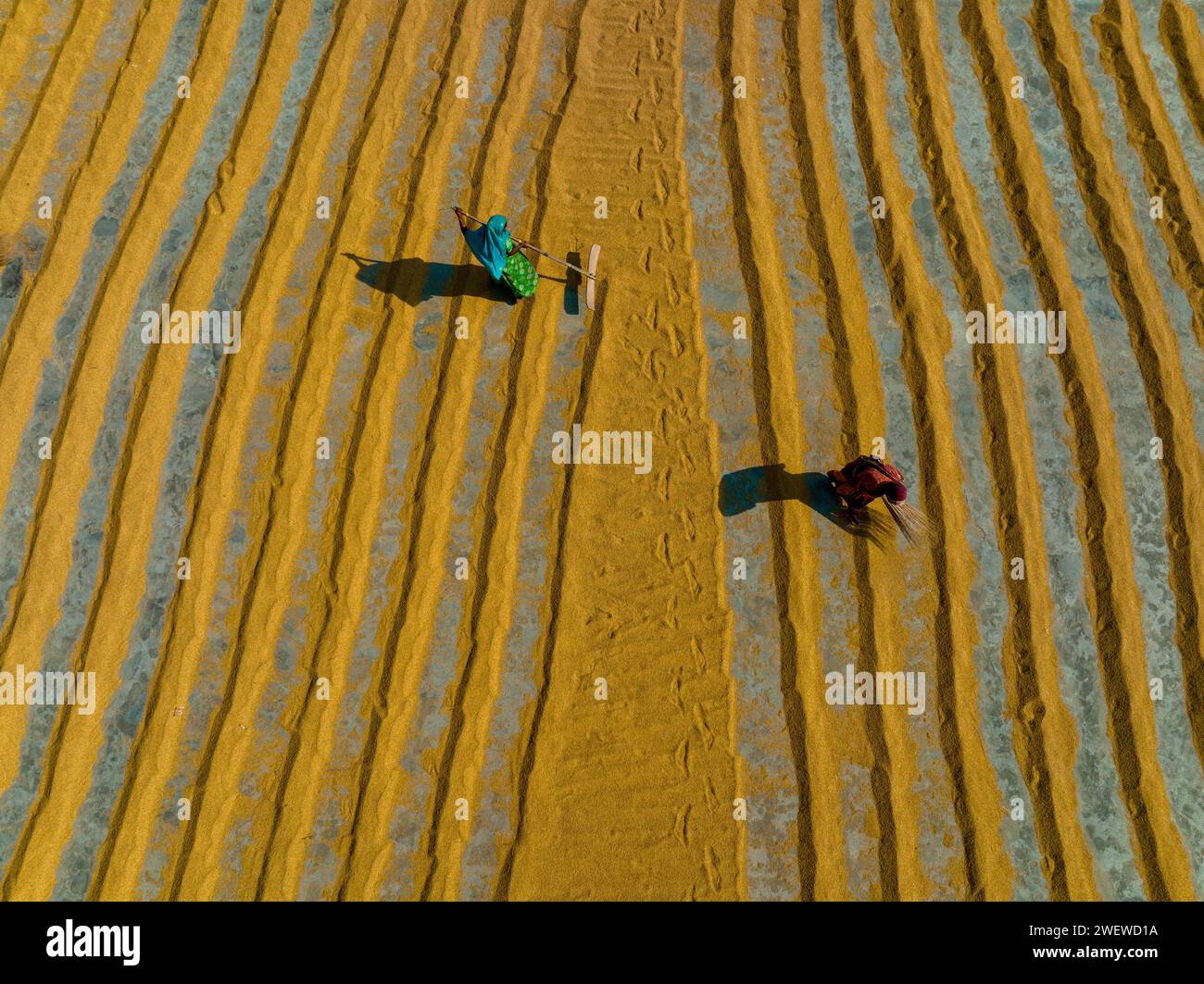 Aerial view of millions of grains of rice are laid out to dry at a mill ...