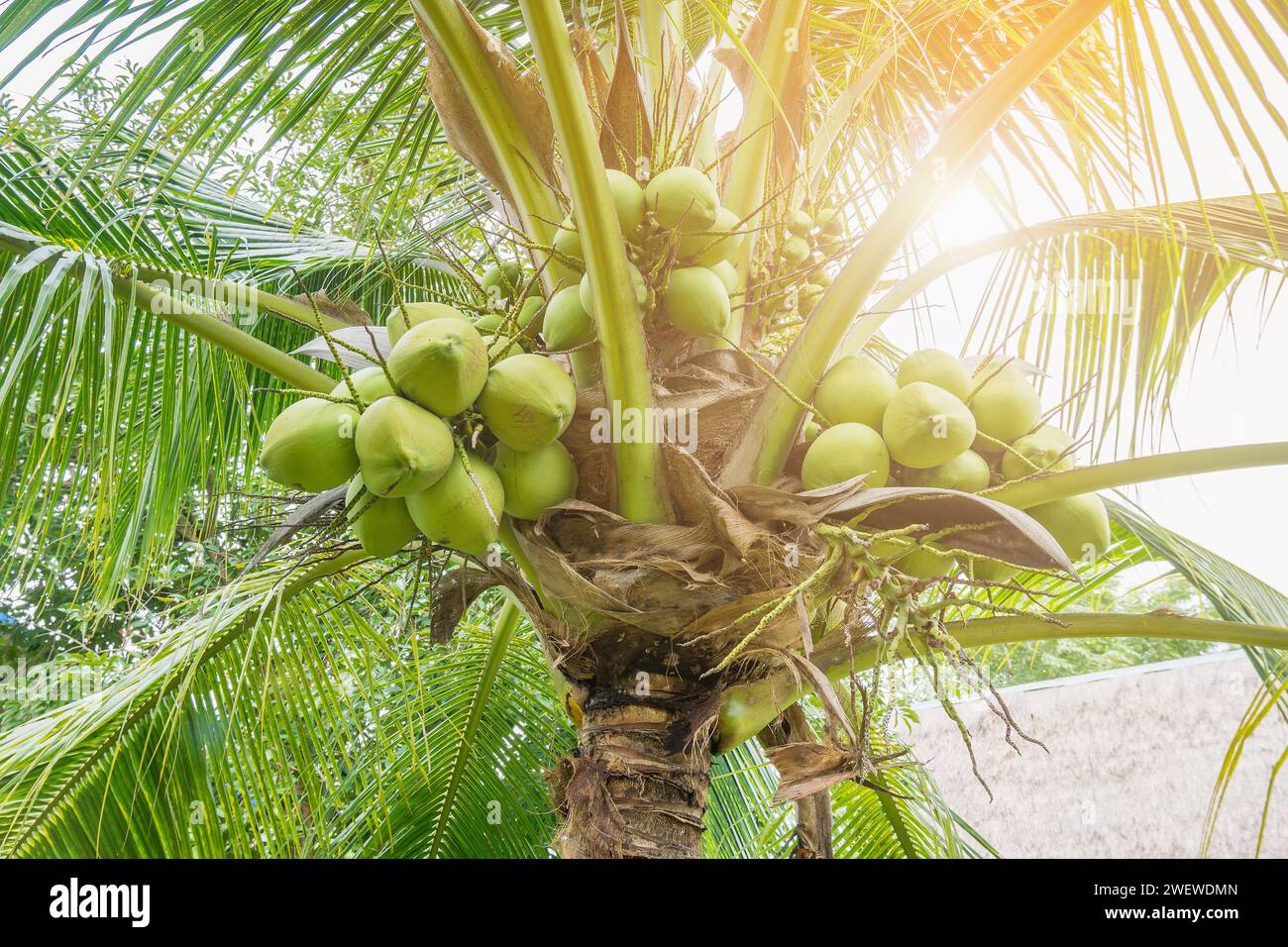 Fresh Coconut cluster on coconut tree Stock Photo - Alamy