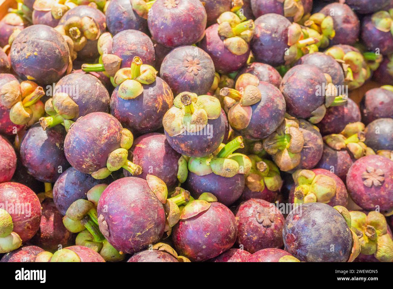 Pile mangosteen sale tropical hi-res stock photography and images - Alamy