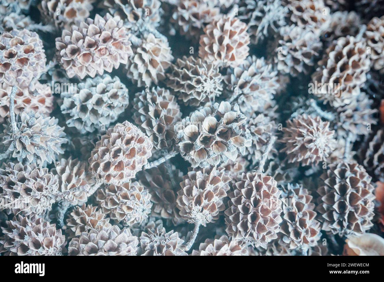 Dry Pine Cones from She oak background vintage tones Stock Photo - Alamy