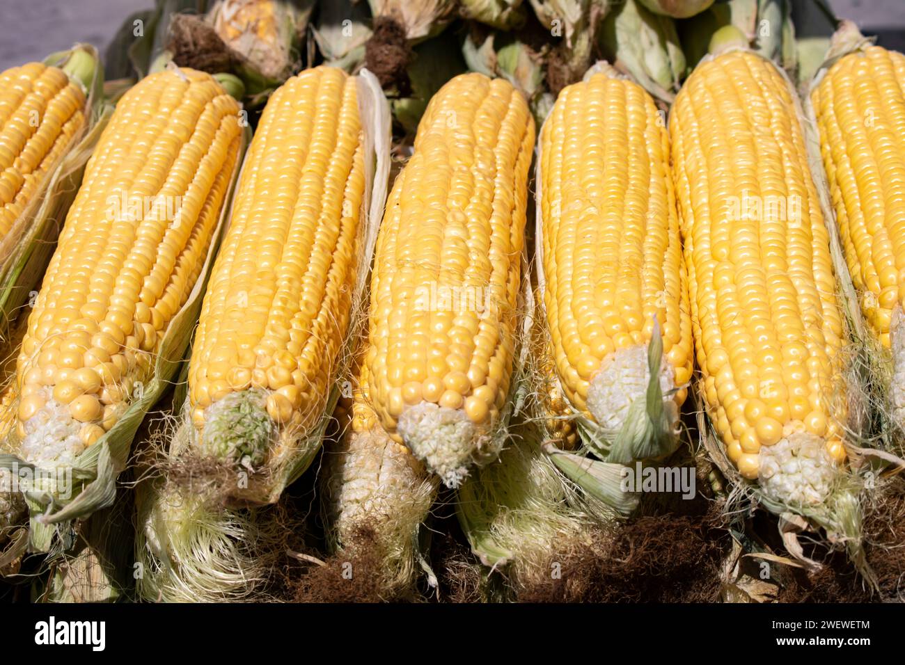 many raw ripe corns, food background Stock Photo - Alamy