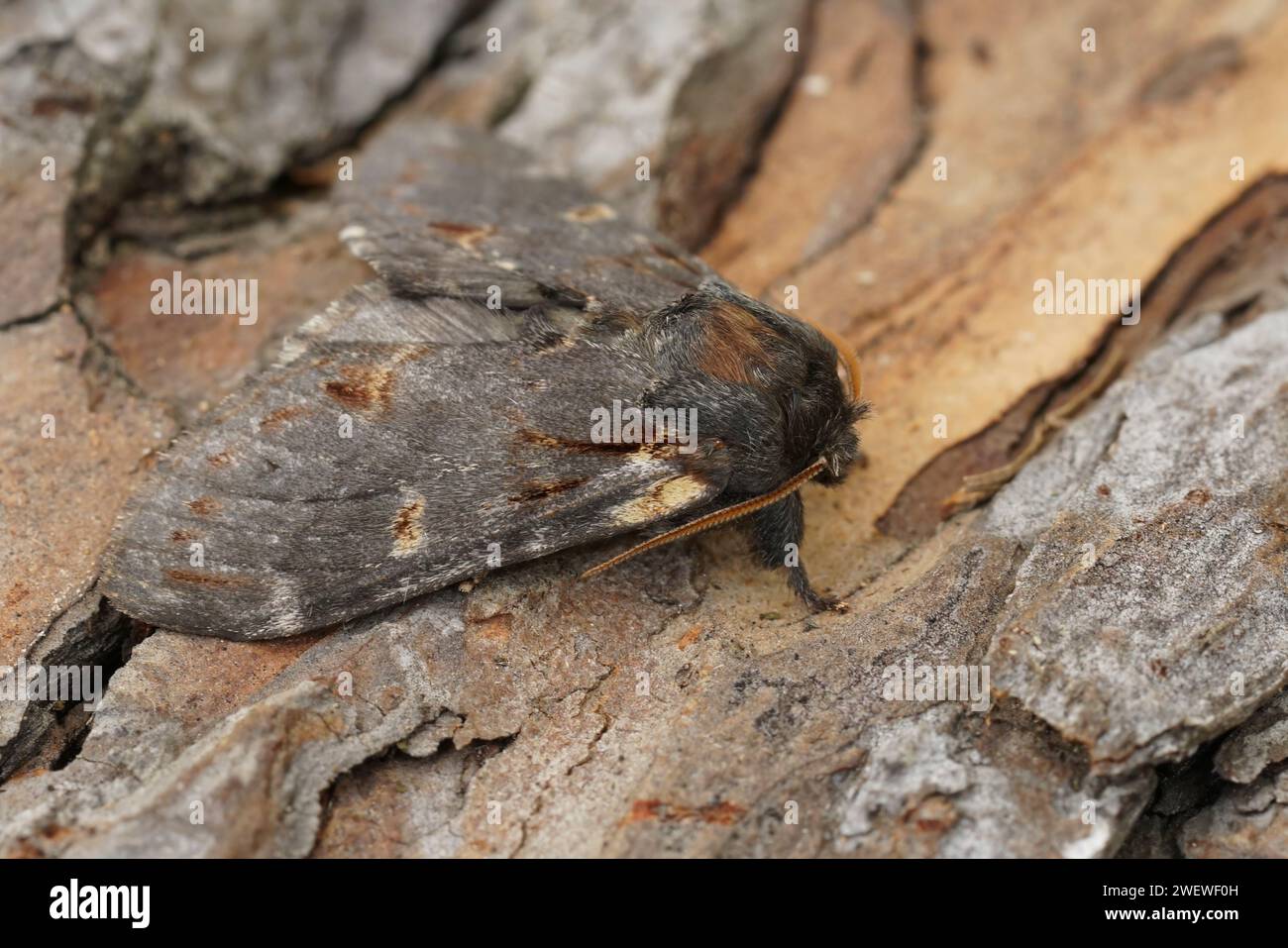 Natural detailed closeup on an Iron prominent moth, Notodonta ...