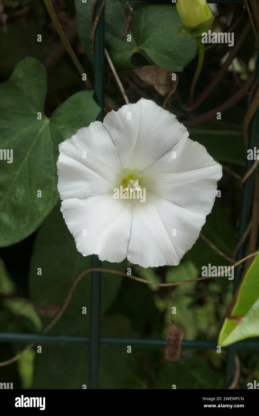 White beautiful bindweed flower near the fence Stock Photo - Alamy