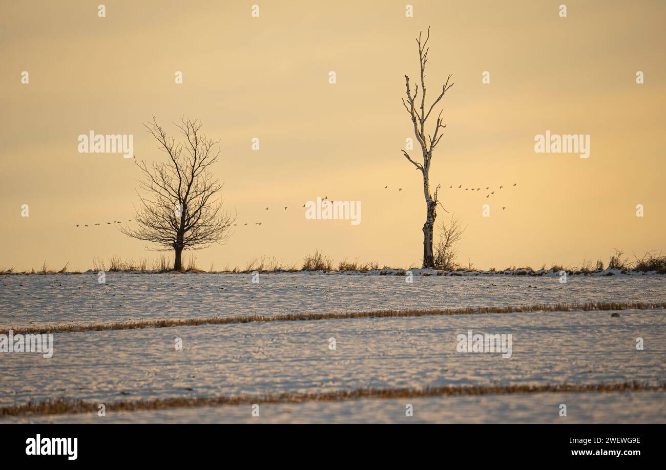 Two lonely trees, Winter landscapes, trees, animals, birds, pulpits ...