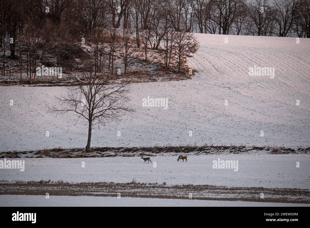 Bloodless hunts hi-res stock photography and images - Alamy