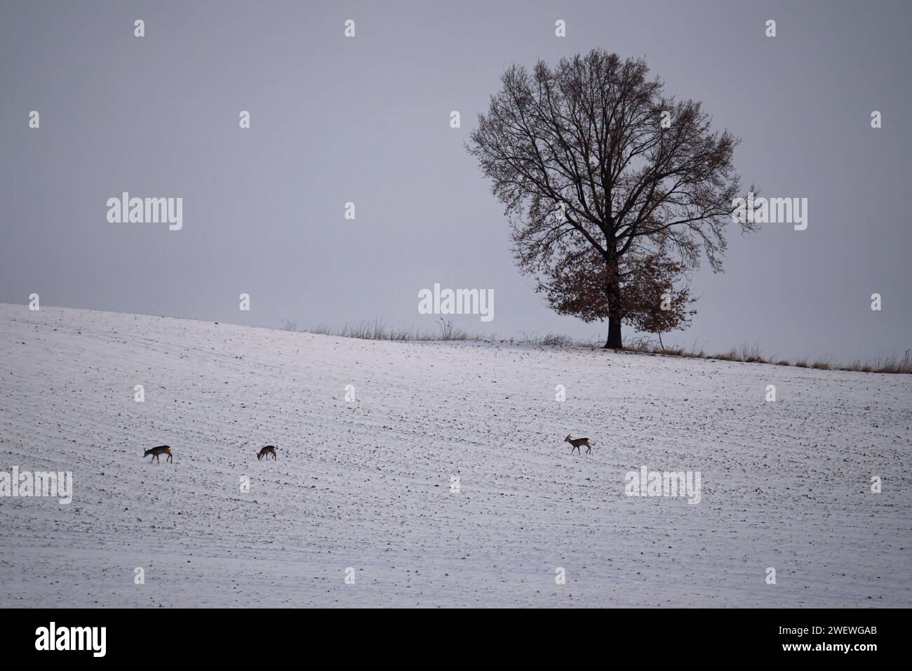 Deer in winter, animal beds, roe deer and bucks in winter. Winter ...