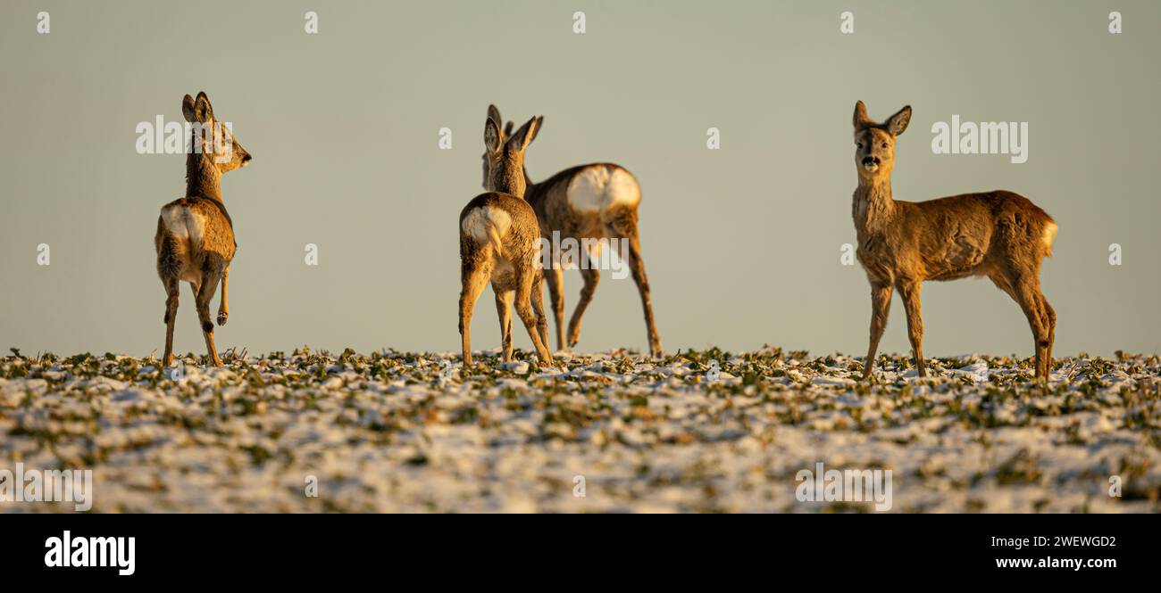 Bloodless hunts hi-res stock photography and images - Alamy