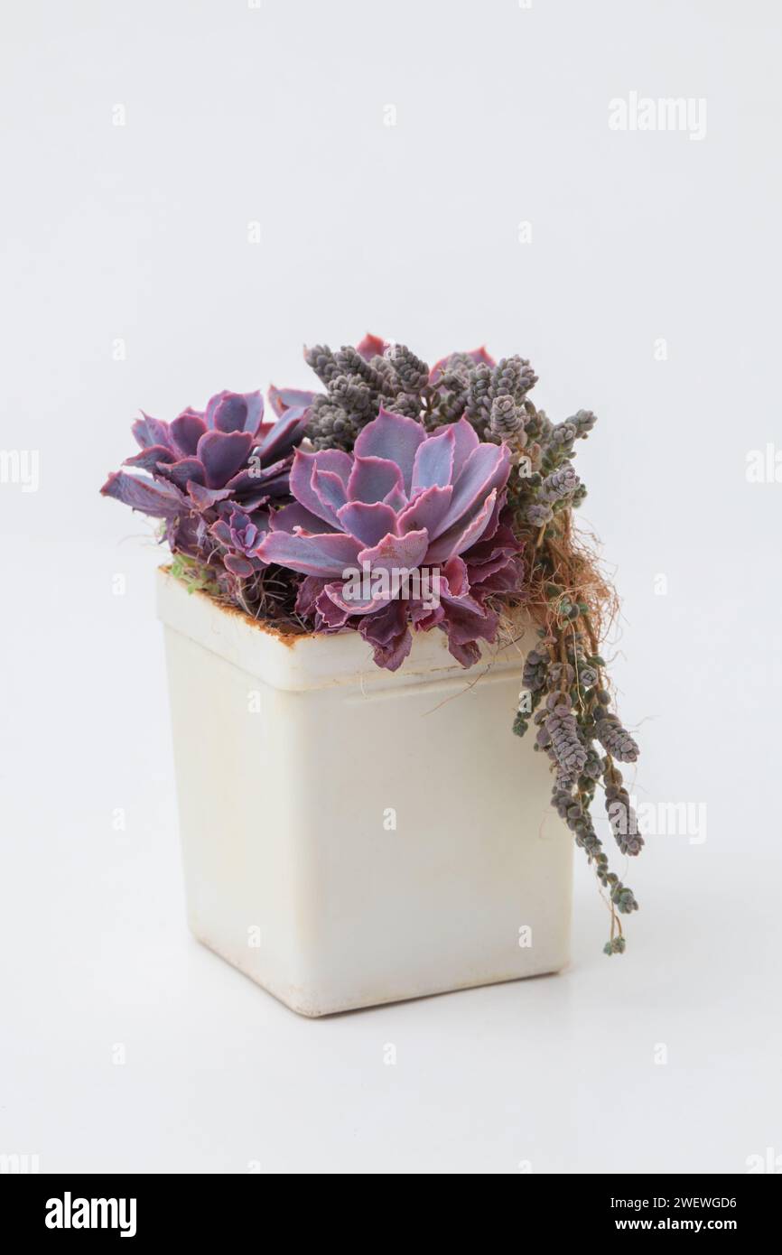 Echeveria Shaviana Pink Frills with sedum on white background Stock ...
