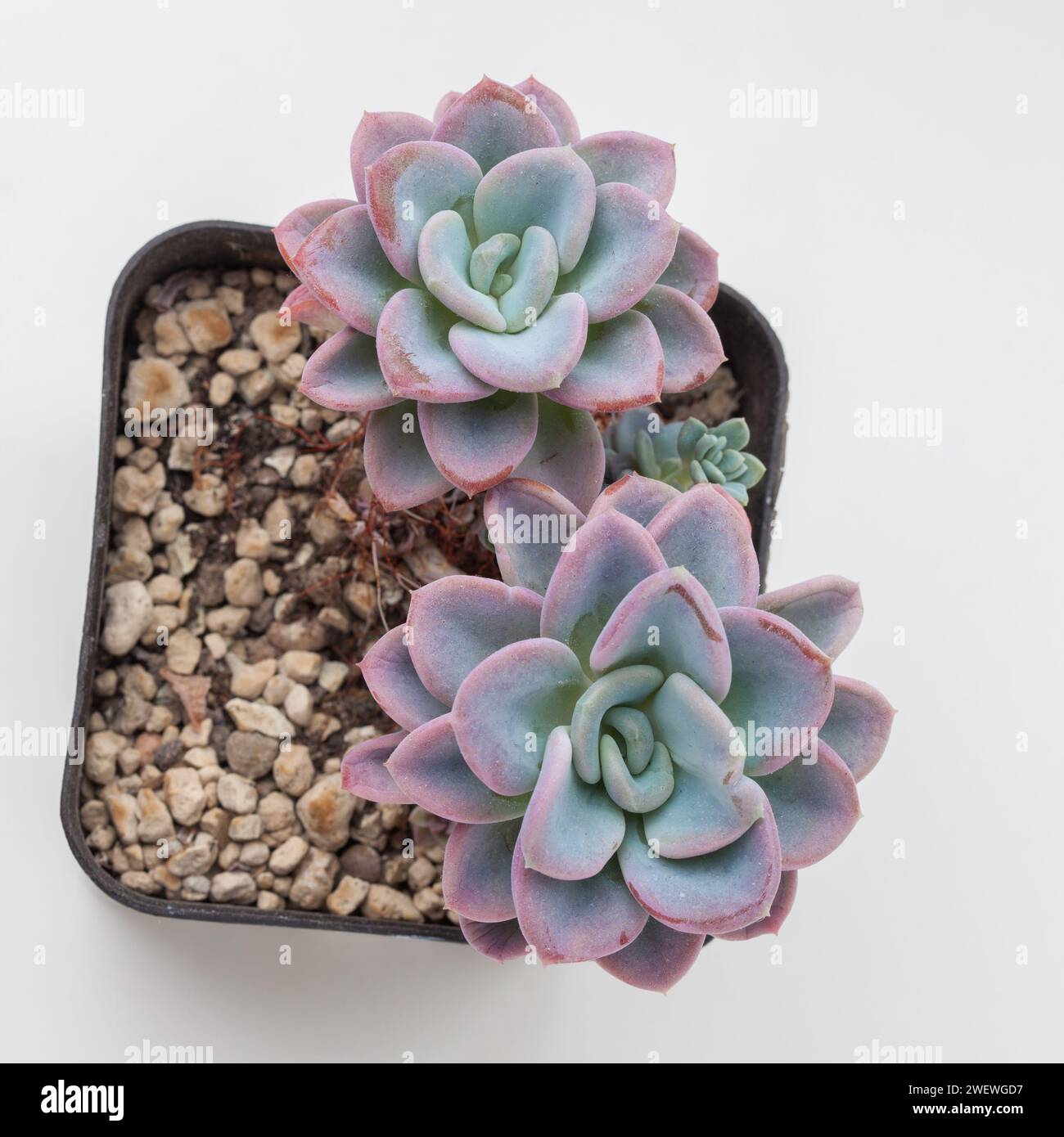 Echeveria Orpet houseplant flower rosette top view Stock Photo - Alamy