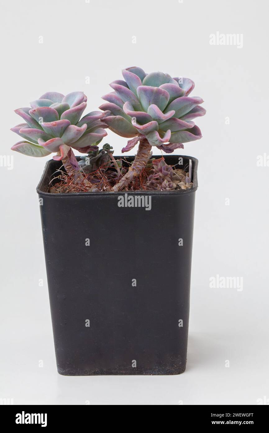 Succulent Echeveria Orpet houseplant flower rosette in black plastic ...