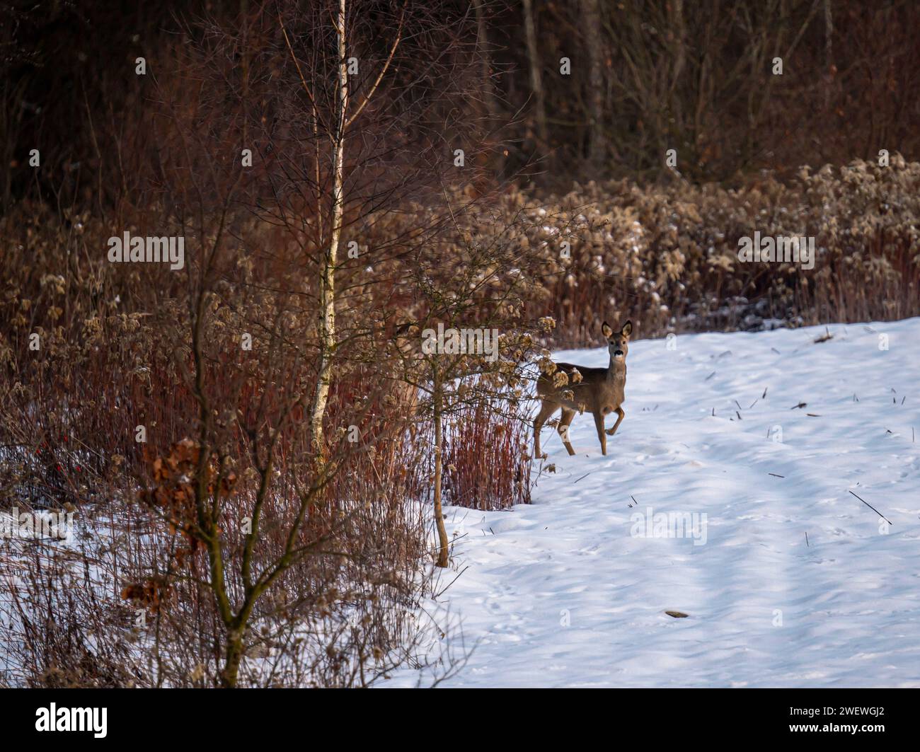 Two lonely trees, Winter landscapes, trees, animals, birds, pulpits ...