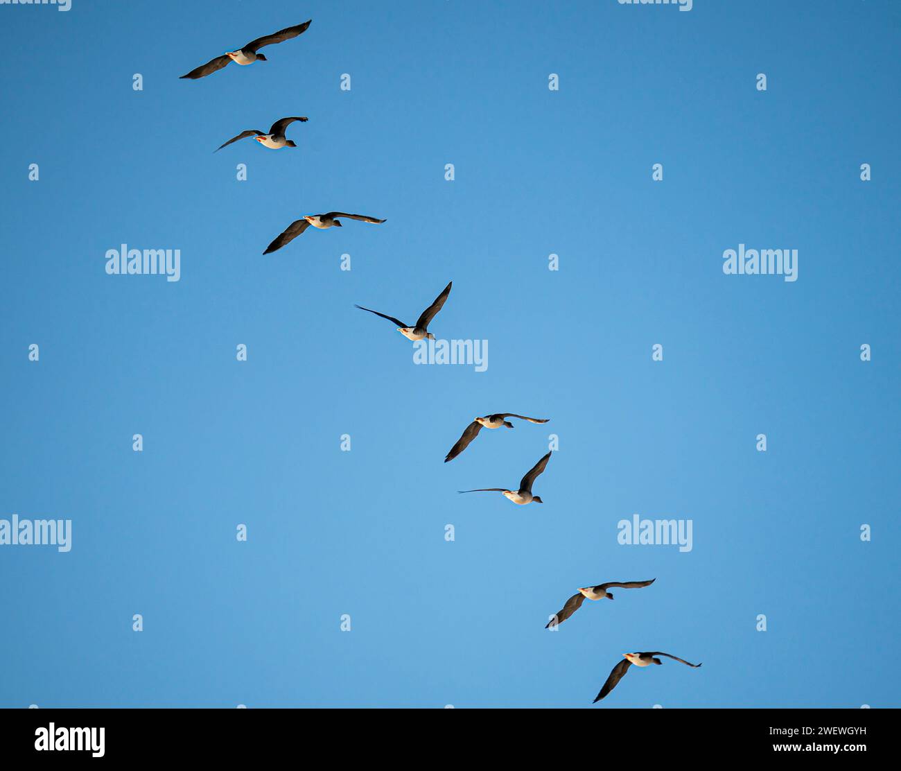 Flight of geese in the sky, geese flying in a row. Wild birds Stock ...