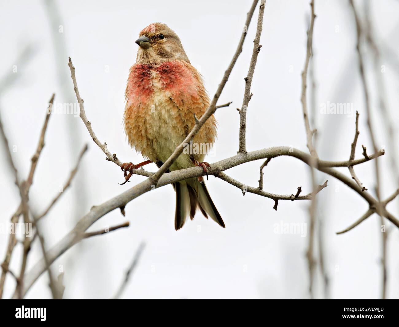 Melodieuse hi-res stock photography and images - Alamy