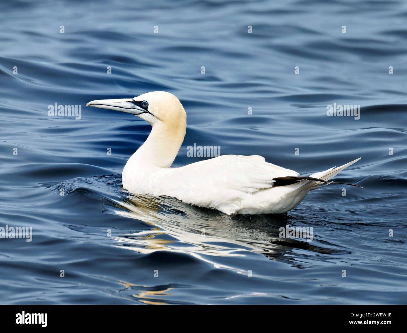 picture taken from a boat near oleron island, in charente maritime ...
