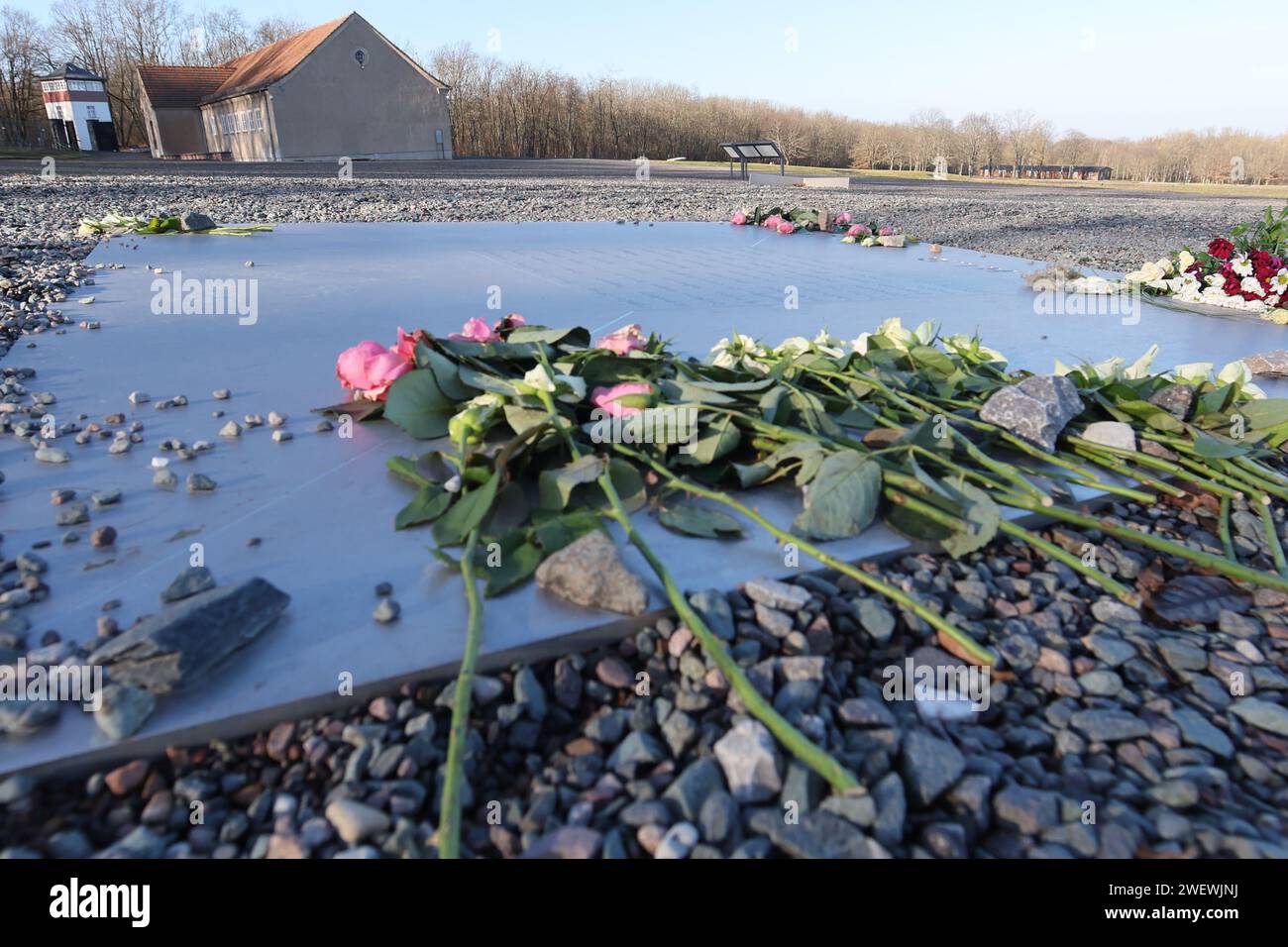 Weimar, Germany. 27th Jan, 2024. Flowers lie on a memorial plaque on ...