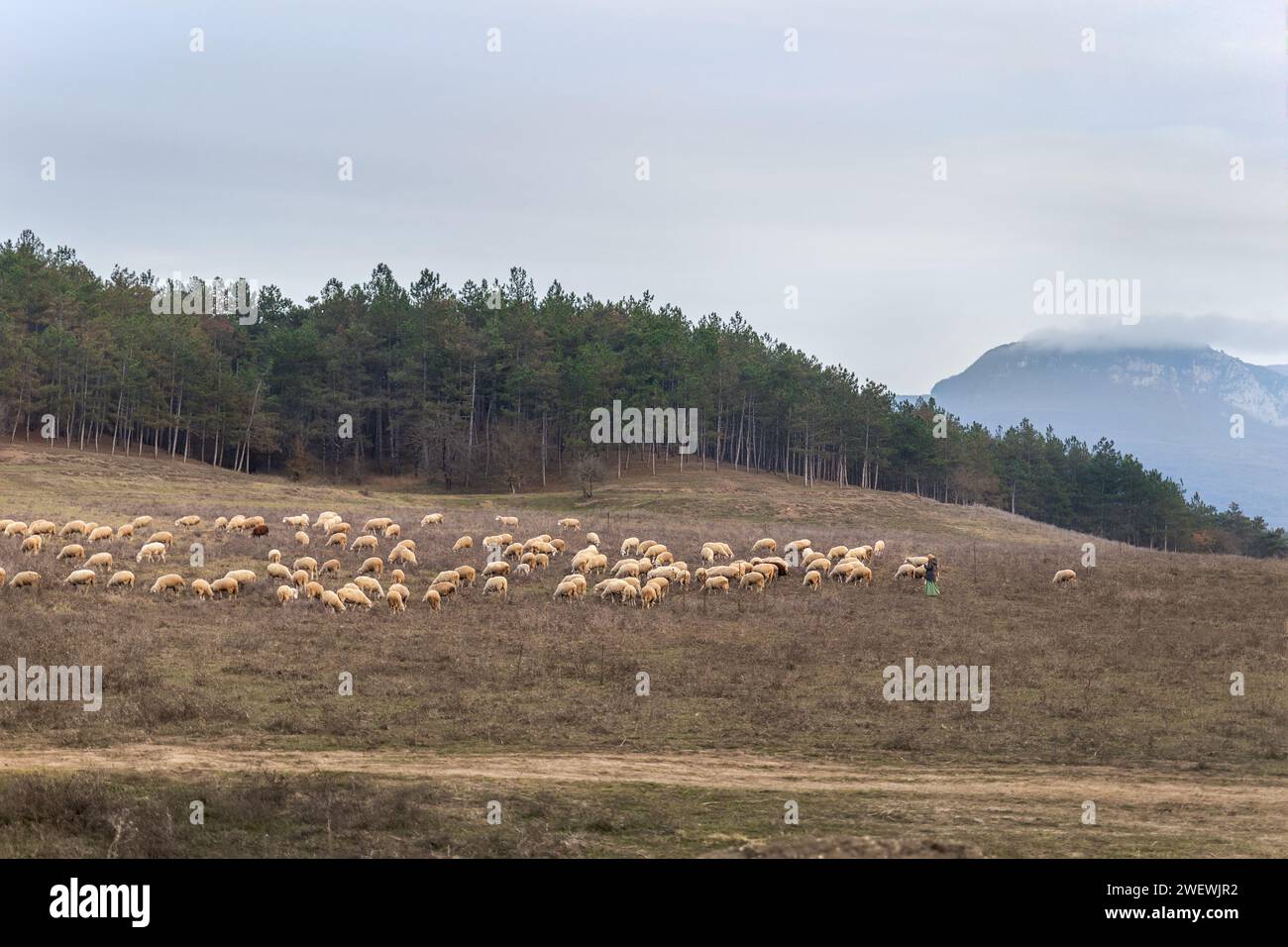 A shepherd watches over a flock of sheep grazing on a sparse field ...