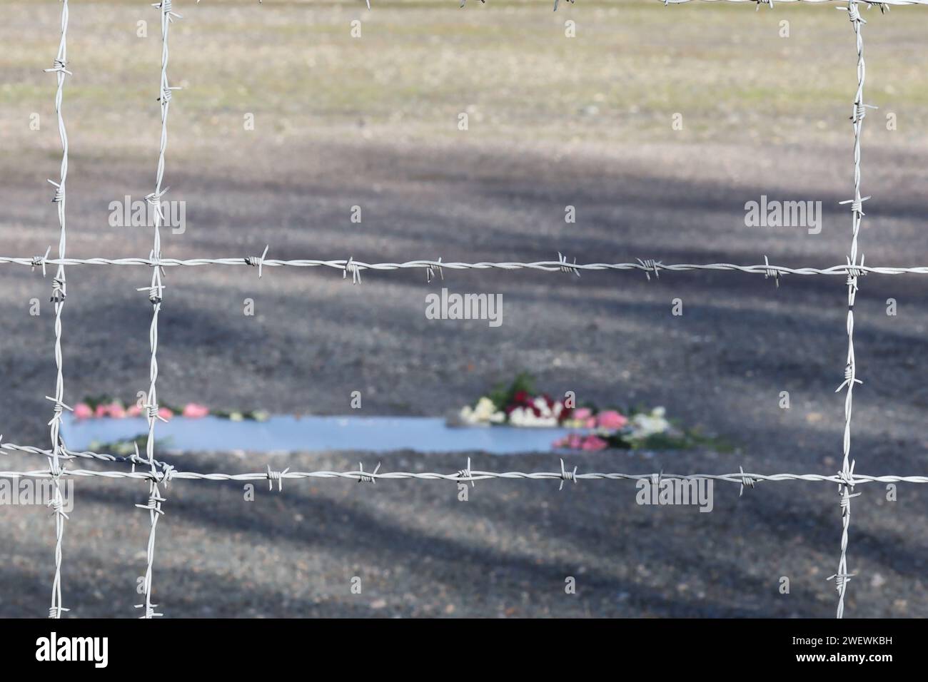 Weimar, Germany. 27th Jan, 2024. Flowers lie on a memorial plaque on ...